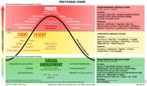 How to Map Your Own Nervous Sytem: The Polyvagal Theory - The Movement ...